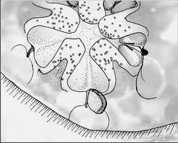 Asclepidarium Info Blütenbau der Asclepiadaceen