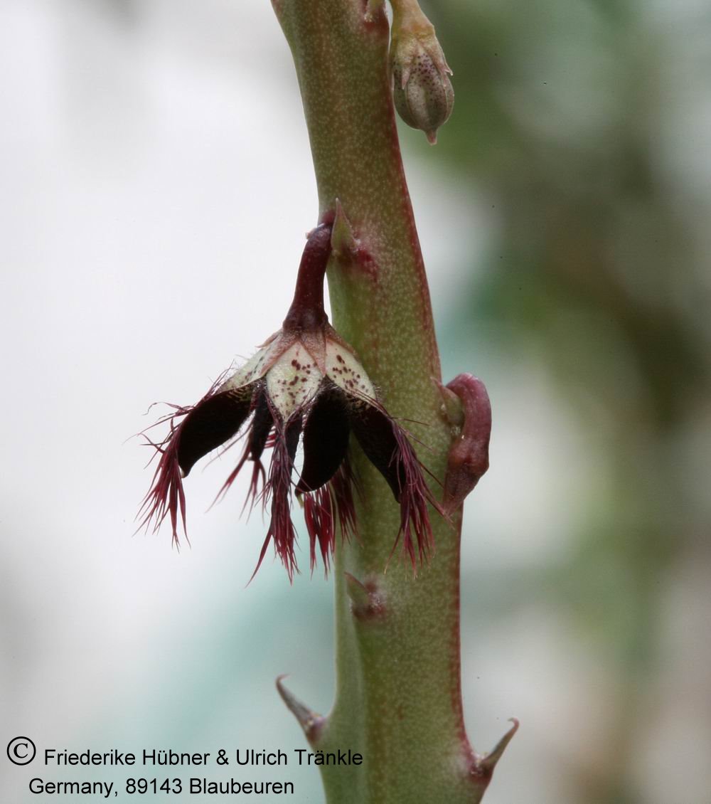 Fotoausstellung Caralluma