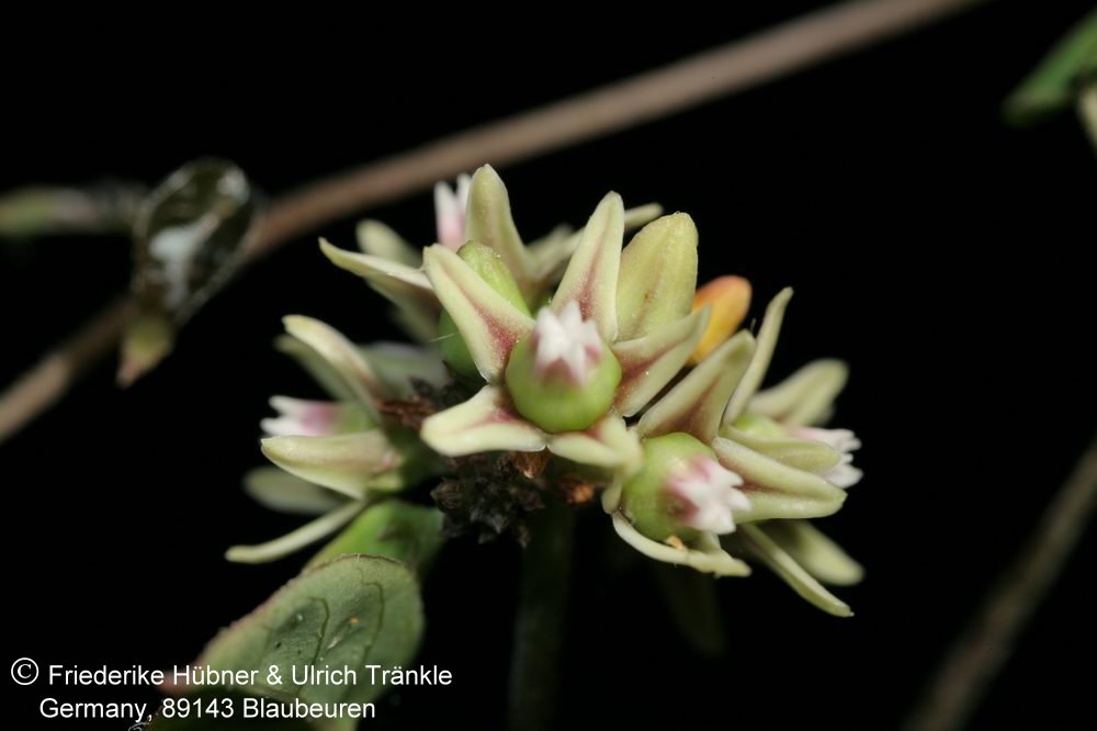 Fotoausstellung Cynanchum