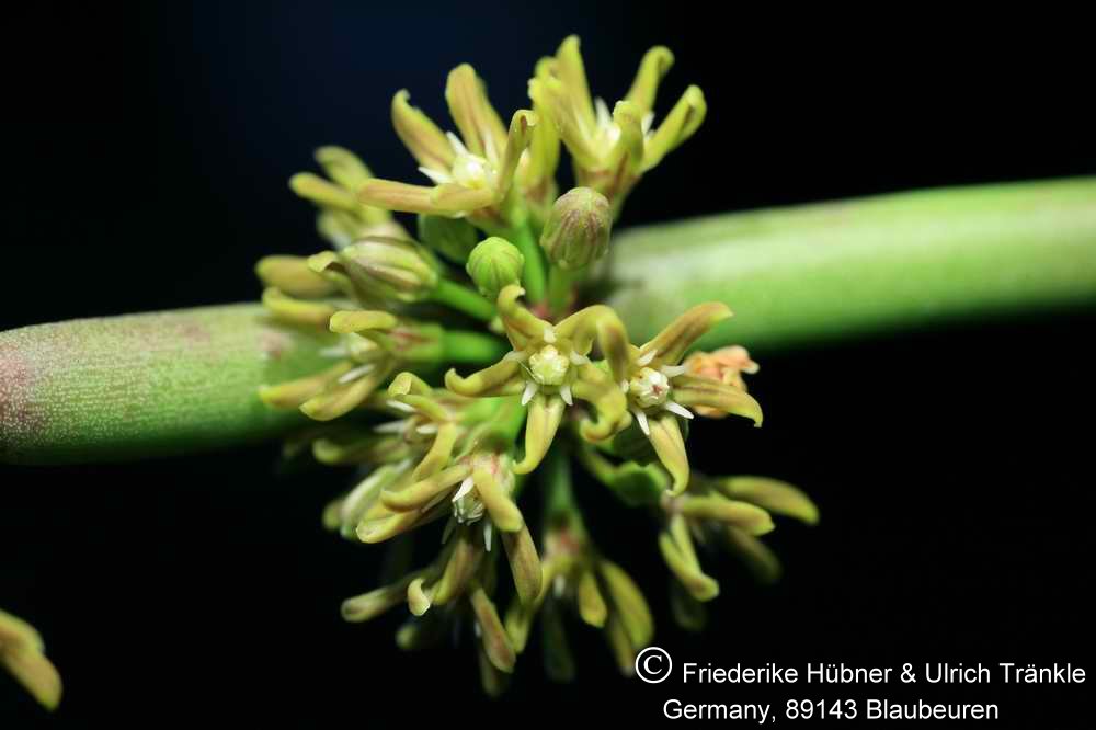 Fotoausstellung Cynanchum