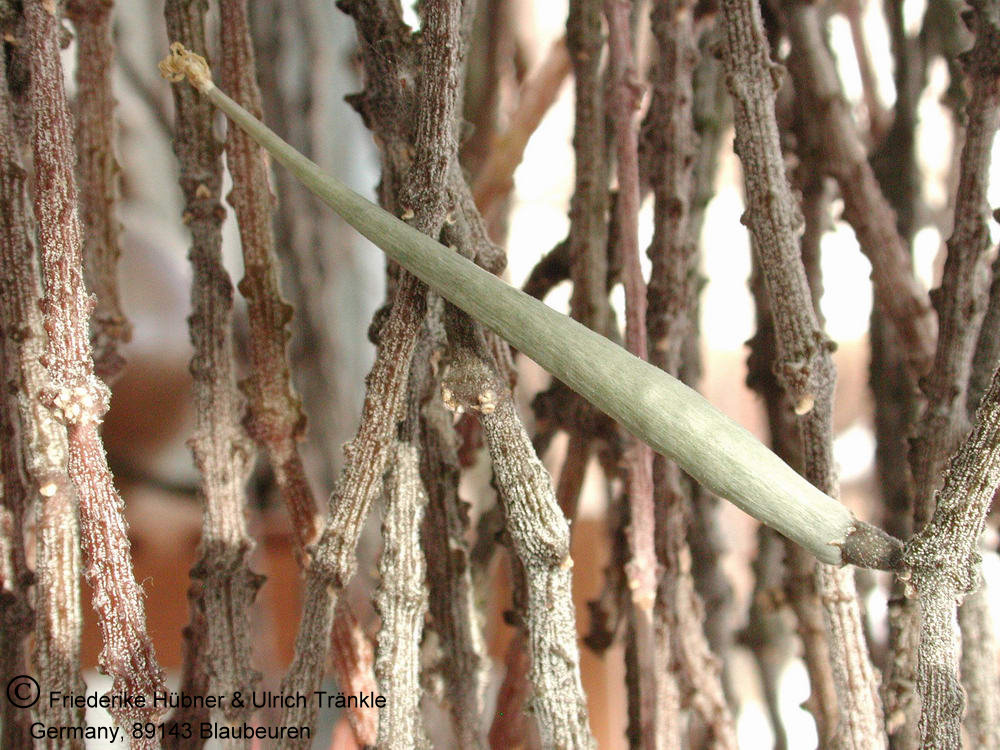 Fotoausstellung Cynanchum