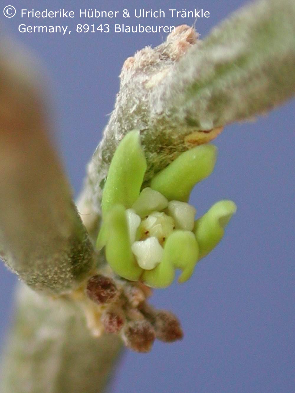 Fotoausstellung Cynanchum