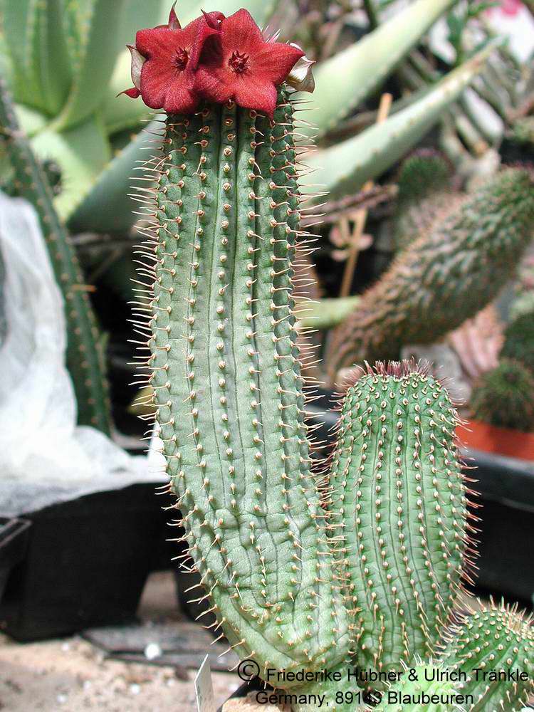 Hoodia - Alchetron, The Free Social Encyclopedia