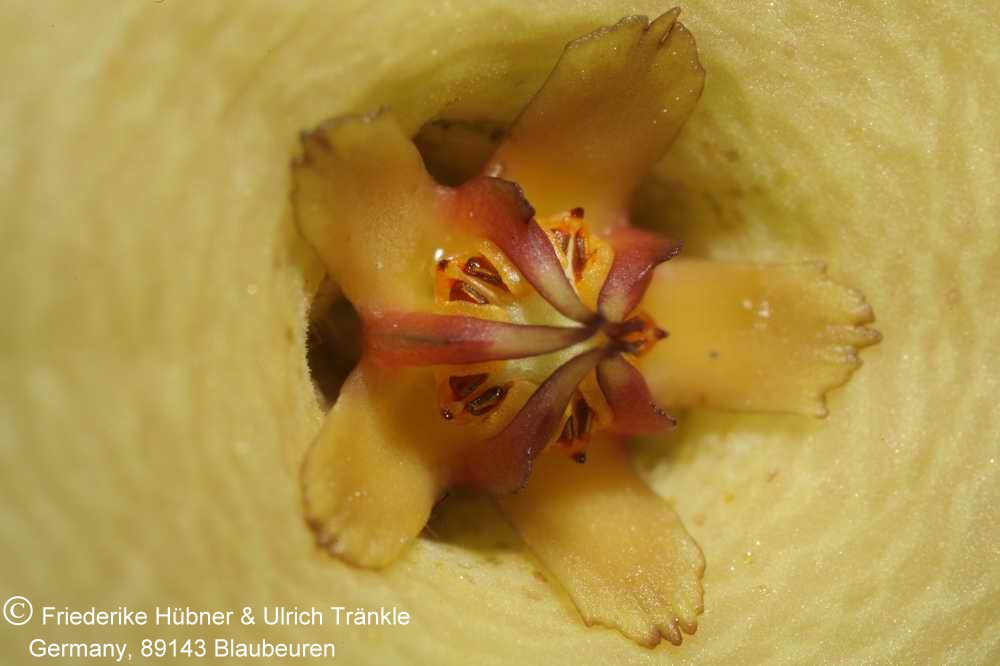 Fotoausstellung Ascleps-Hybriden