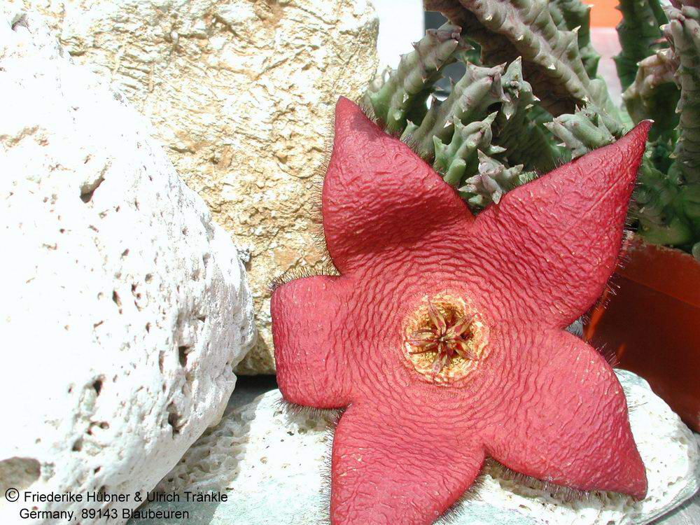 Fotoausstellung Ascleps-Hybriden