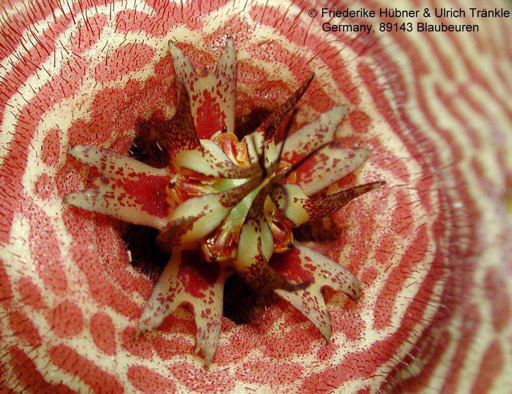 Fotoausstellung Ascleps-Hybriden