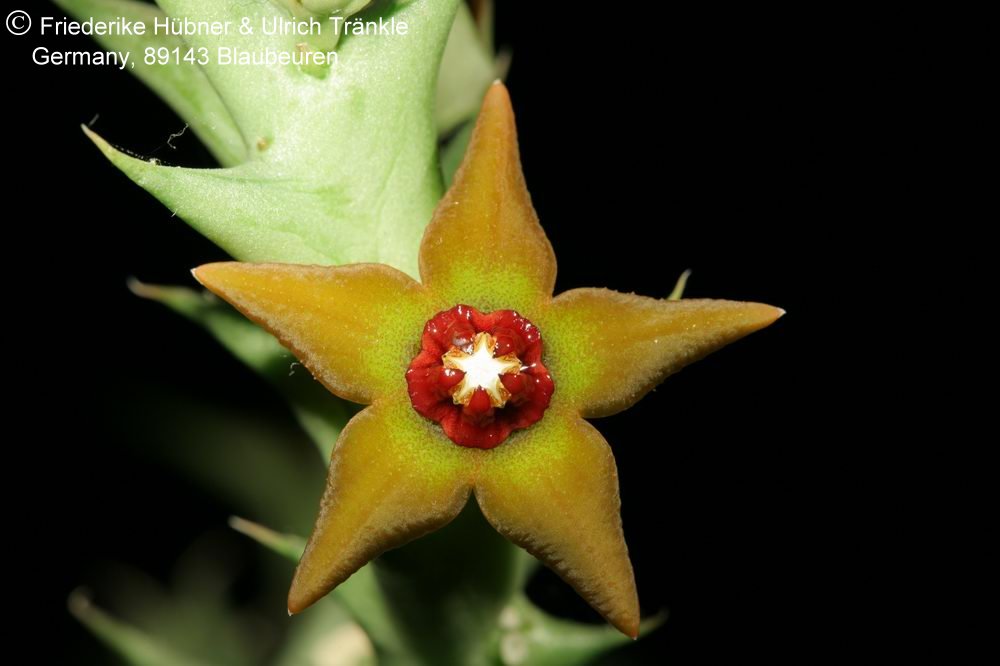 Fotoausstellung Orbea