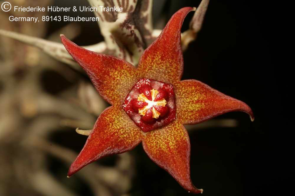 Fotoausstellung Orbea