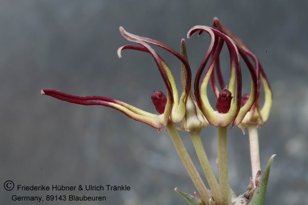 Fotoausstellung Orbea