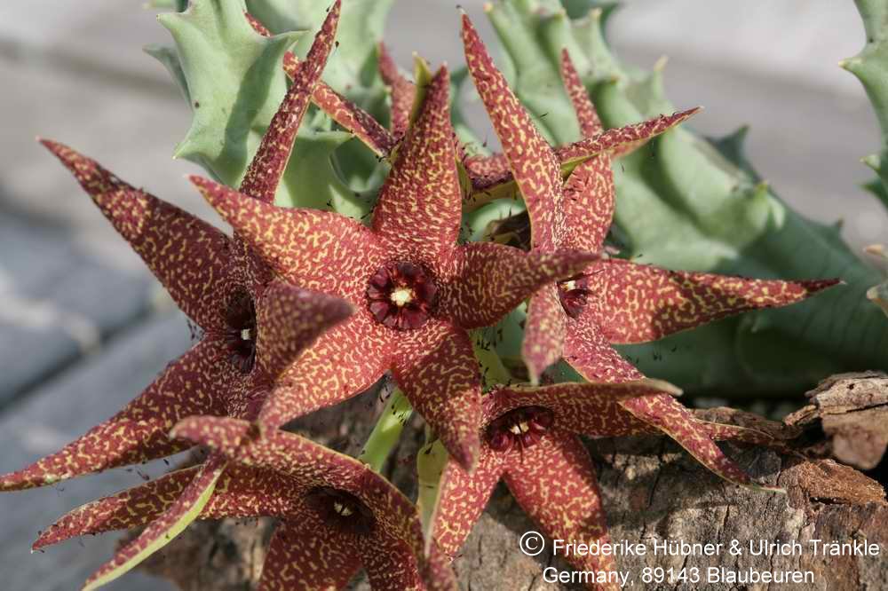 Fotoausstellung Orbea